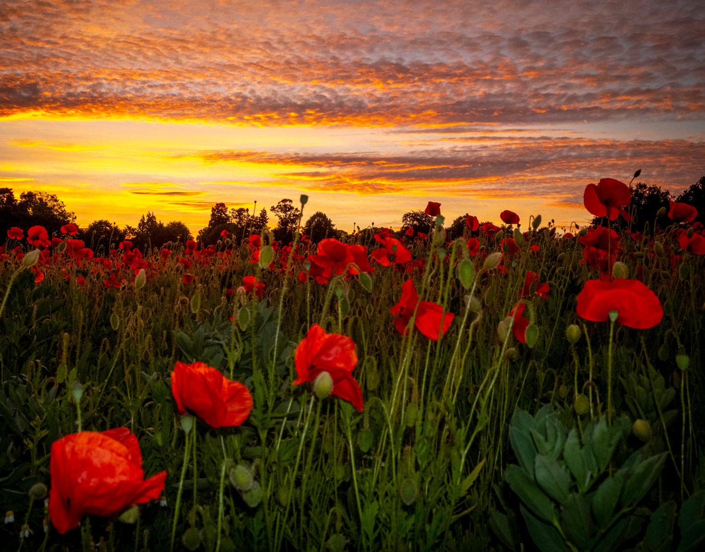 Poppy Fields in Leamington Spa » Damien Walmsley | Photography Rebel